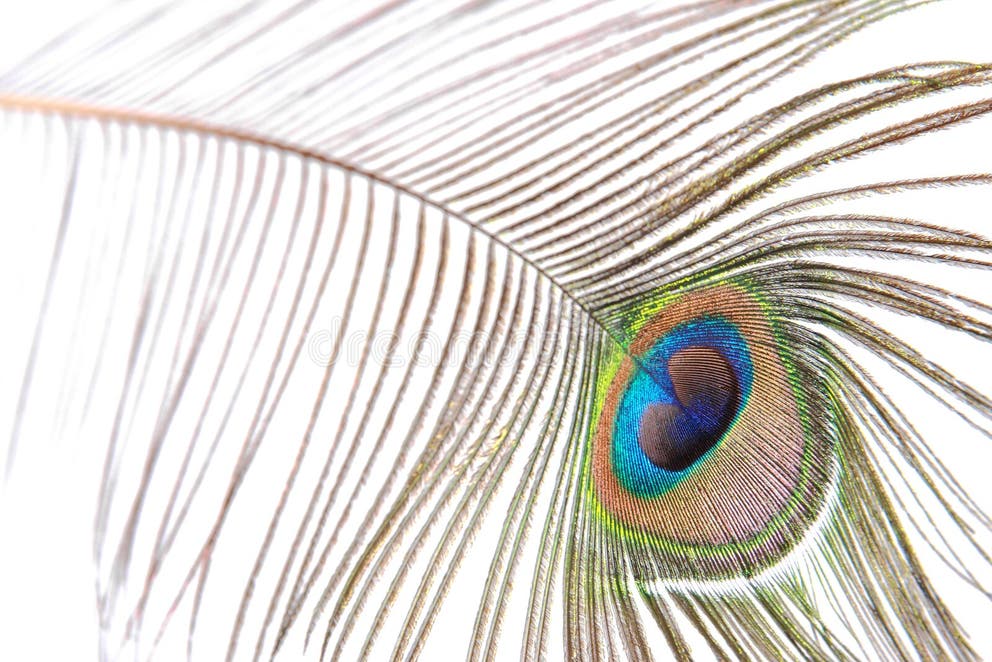 Piuma di pavone fotografia stock. Immagine di pavone - 23292088