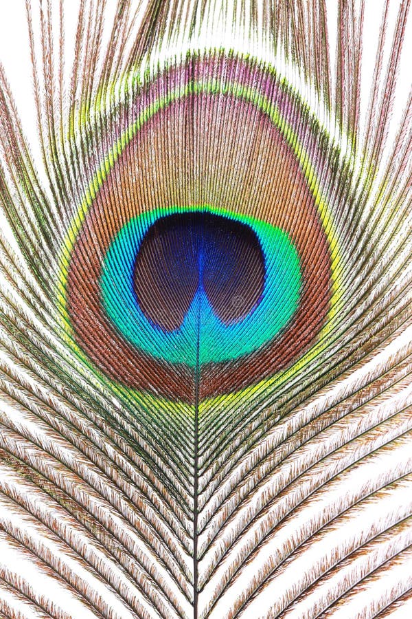 Piuma di pavone fotografia stock. Immagine di pavone - 23292088