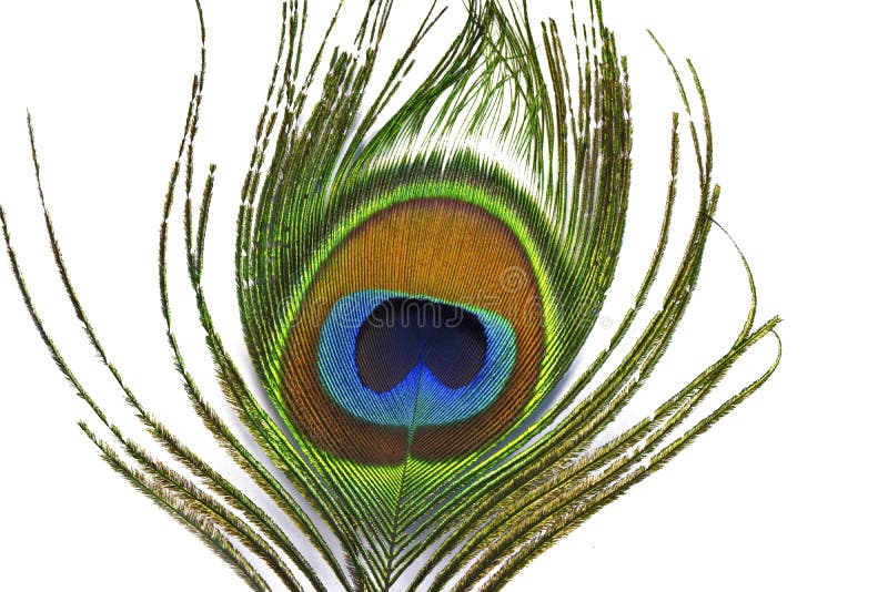 Piume di pavone fotografia stock. Immagine di piume, gufo - 11252738