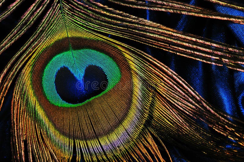 Piuma del pavone immagine stock. Immagine di bellezza - 4378215