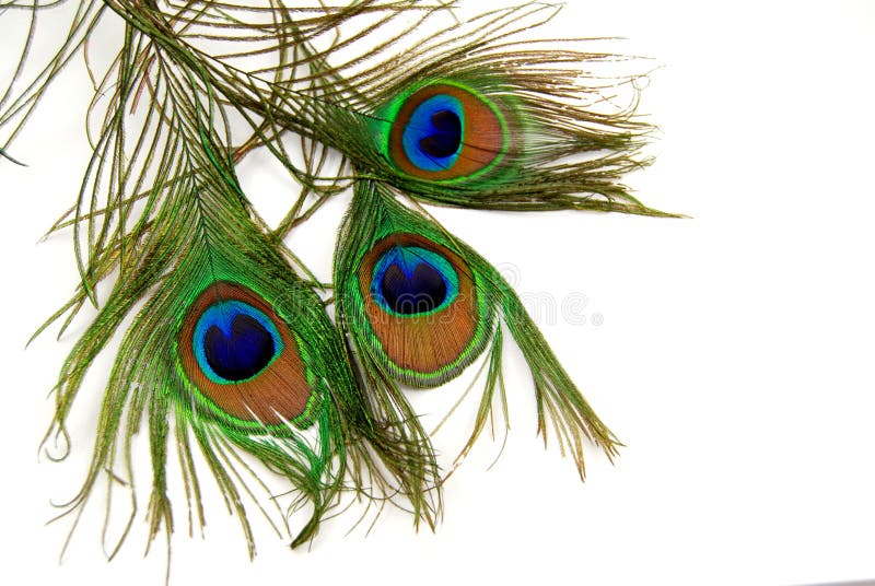 Piuma di pavone fotografia stock. Immagine di bianco, verde - 4830706