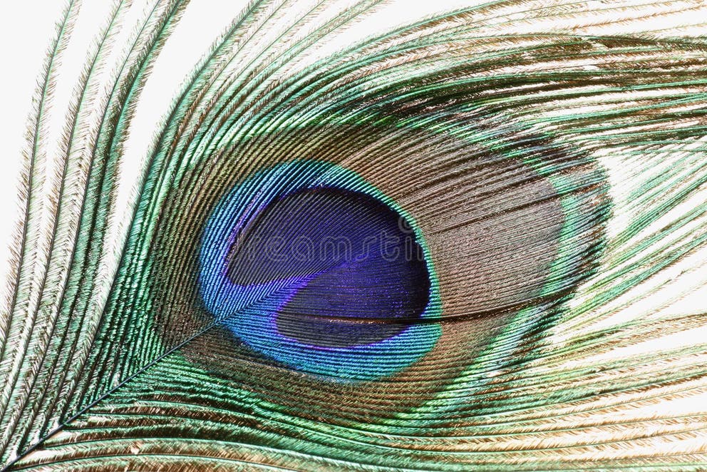 Piuma di pavone immagine stock. Immagine di macro, piume - 4894437