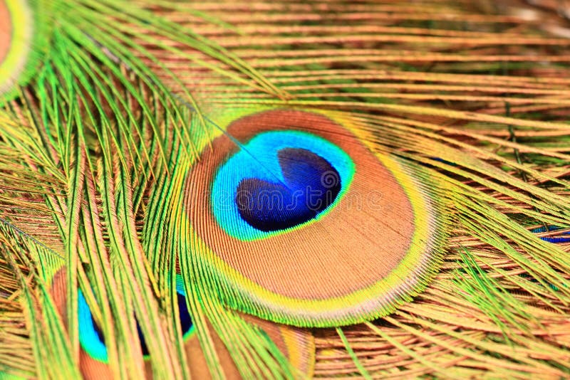 Piuma di pavone immagine stock. Immagine di costume, iridescente - 5199689