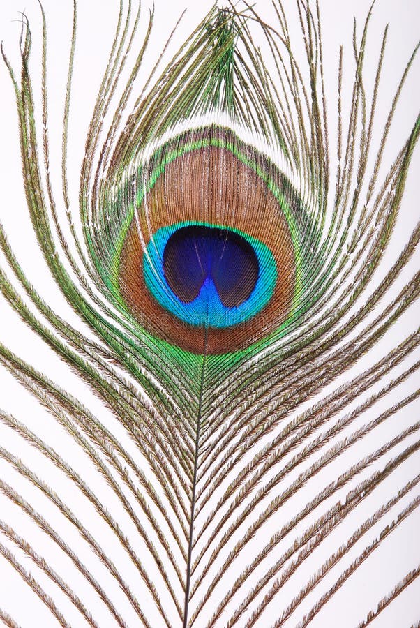 Piuma di pavone fotografia stock. Immagine di piuma, bianco - 8176896