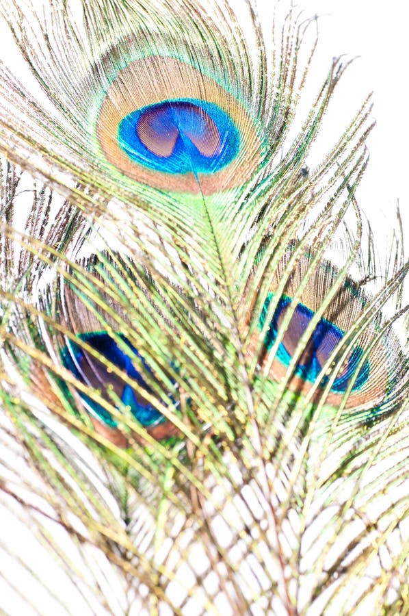 Piuma del pavone su bianco fotografia stock. Immagine di nave - 22309478