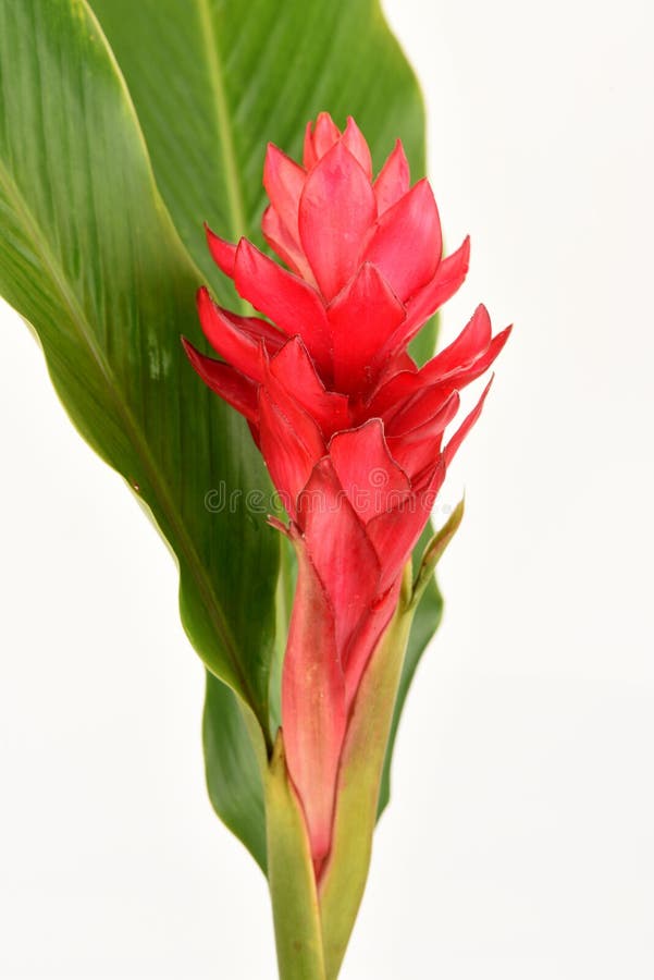 Piuma Dello Struzzo O Dello Zenzero Rosso E Zenzero Rosa Del Cono ...