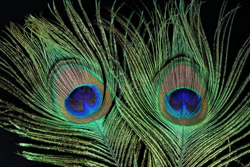 Piuma di un pavone fotografia stock. Immagine di coda - 13164720