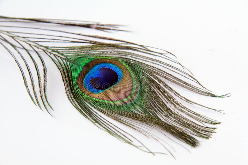 Piuma di pavone immagine stock. Immagine di piume, coda - 17650291