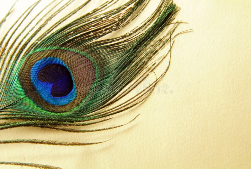 Piuma di un pavone immagine stock. Immagine di piume - 17650291