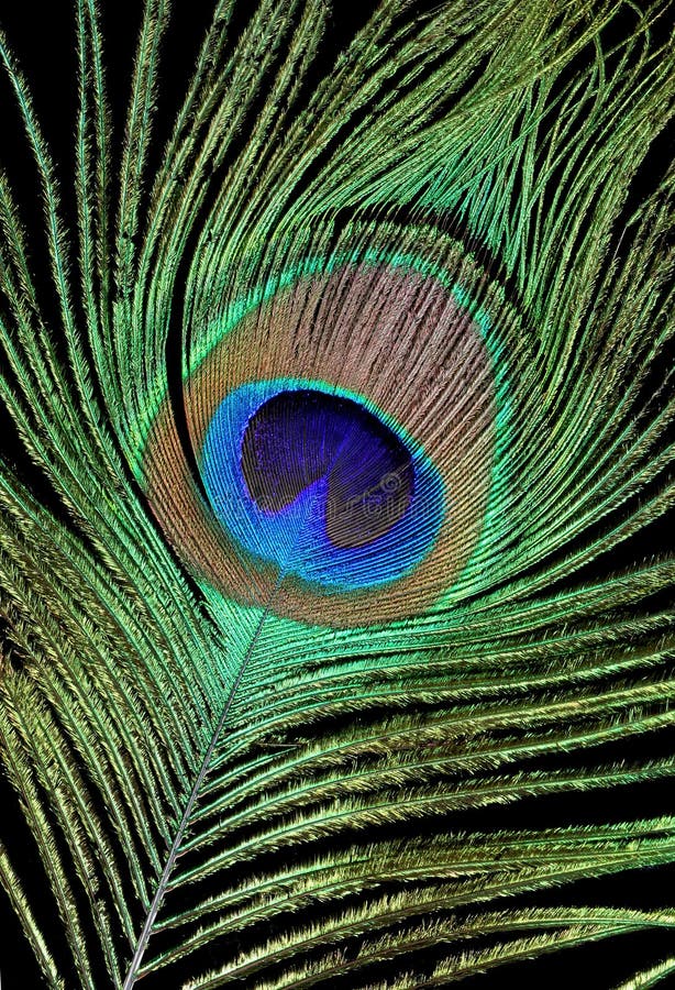 Piuma Di Un Pavone Su Un Fondo Nero Fotografia Stock - Immagine di ...