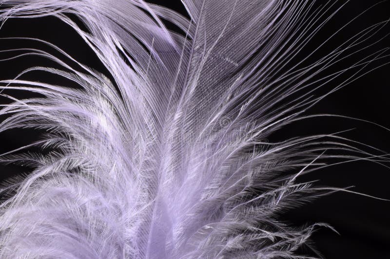 2,383 Piuma Viola Colorata Foto stock - Foto stock gratuite e royalty ...