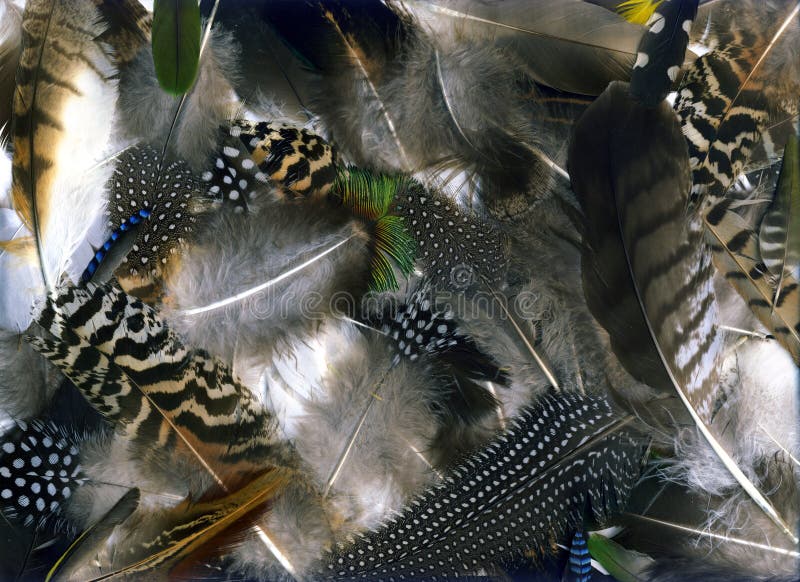 Piume immagine stock. Immagine di lotti, orizzontale - 10951721