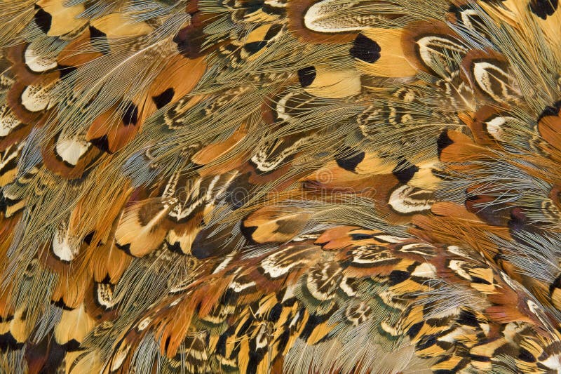 Piume colorate immagine stock. Immagine di piuma, piume - 18566671