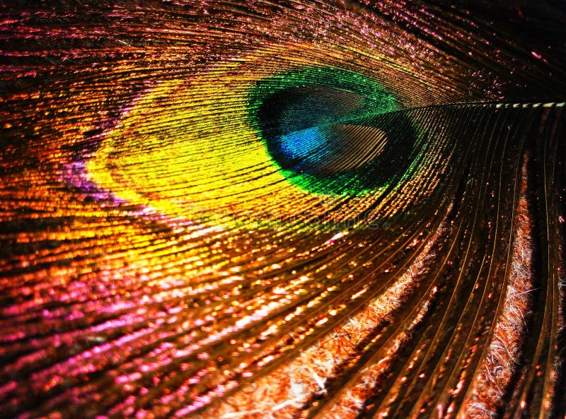 Pavone colorato immagine stock. Immagine di testa, giorno - 60896801