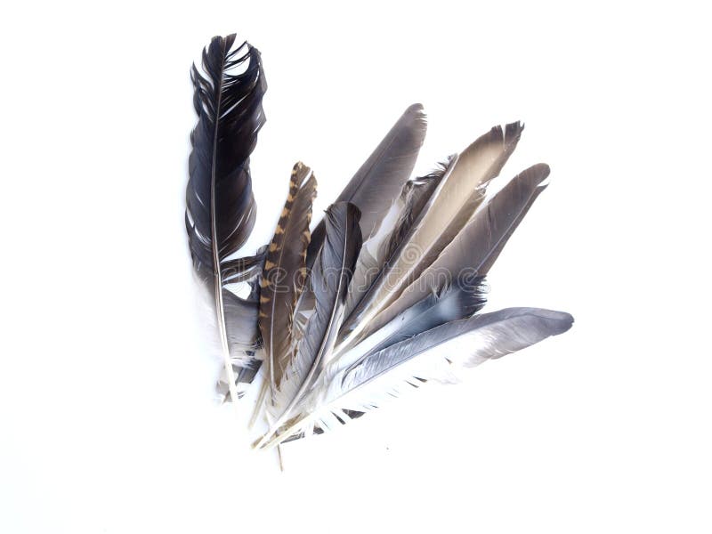 Piume di uccello fotografia stock. Immagine di piume - 14321556