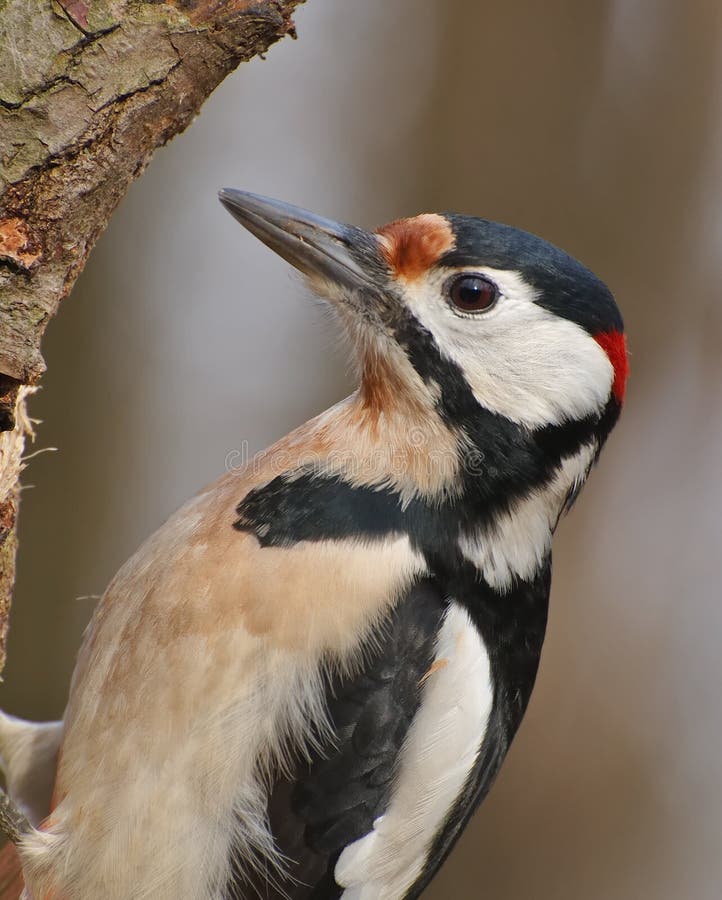 Pivert De Pileated Avec Le Bébé Photo stock - Image du arbre, oiseaux ...