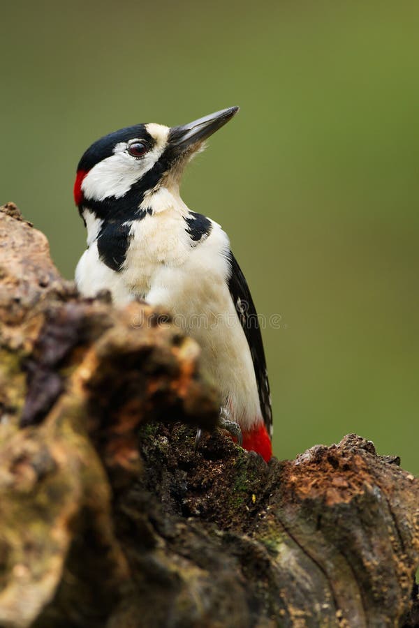 Pivert Vert, Viridis De Picus Photo stock - Image du arbres, jardin ...