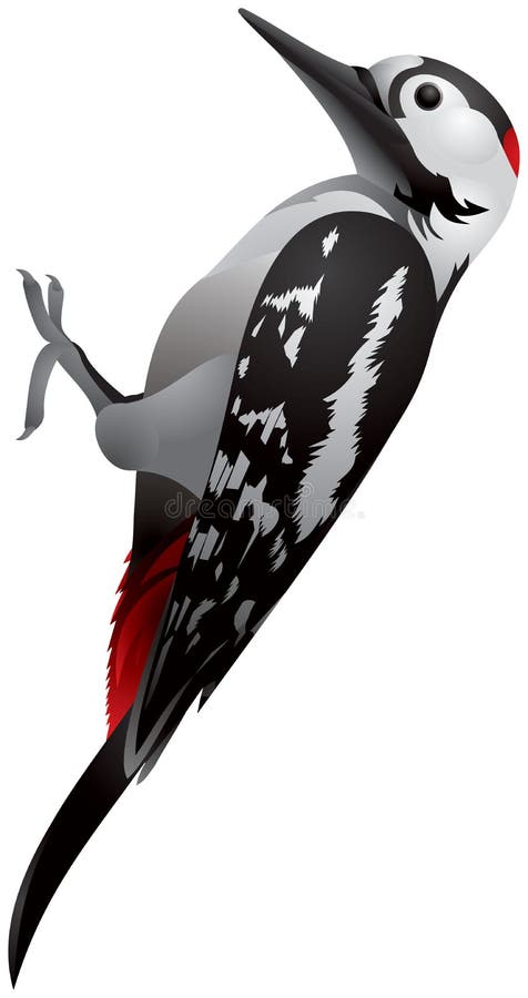 Pivert Stock Illustrations, Vecteurs, & Clipart – (4,334 Stock ...