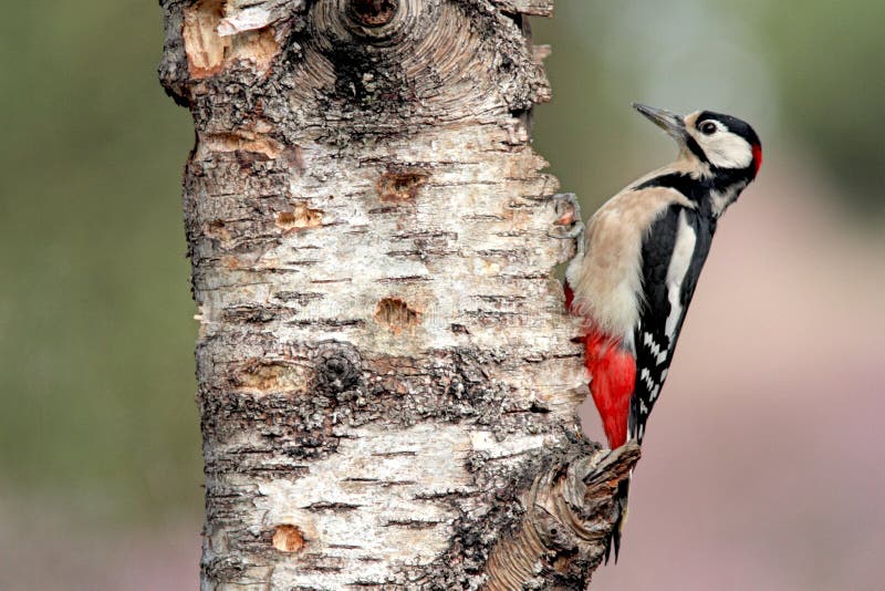Piverts Grand-repérés Alimentant Des Jeunes Au Nid Photo stock - Image ...