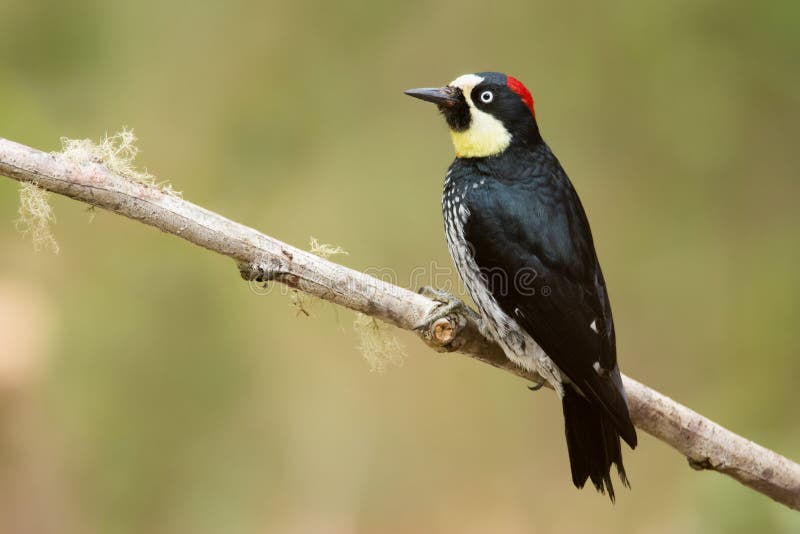 Pivert Photos Stock - Téléchargez 14,157 Photos libres de droits