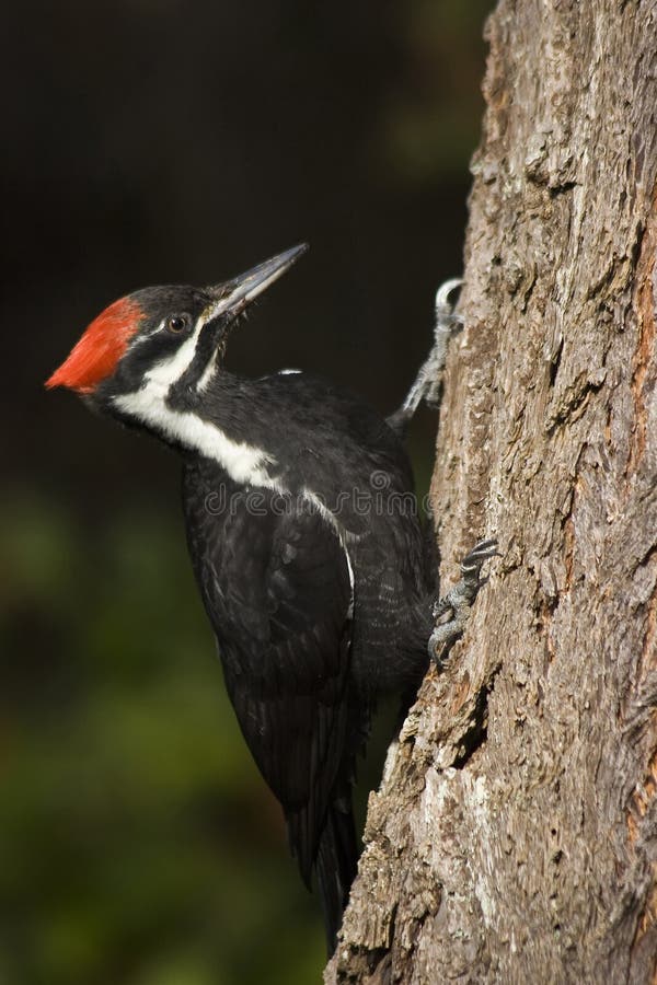 Pivert de Pileated image stock. Image of bois, longtemps - 1923269
