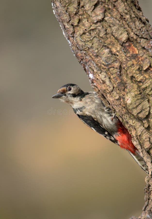 Grand Commandant De Dendrocopus De Pivert Image stock - Image du croûte ...