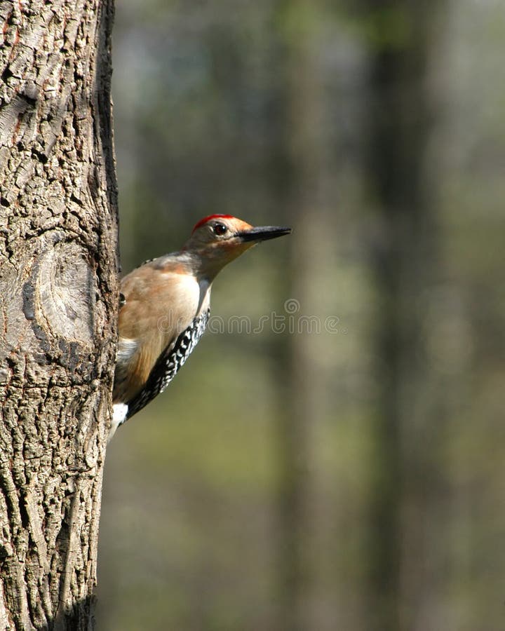 2,754 Photos de Piverts - Photos de stock gratuites et libres de droits ...