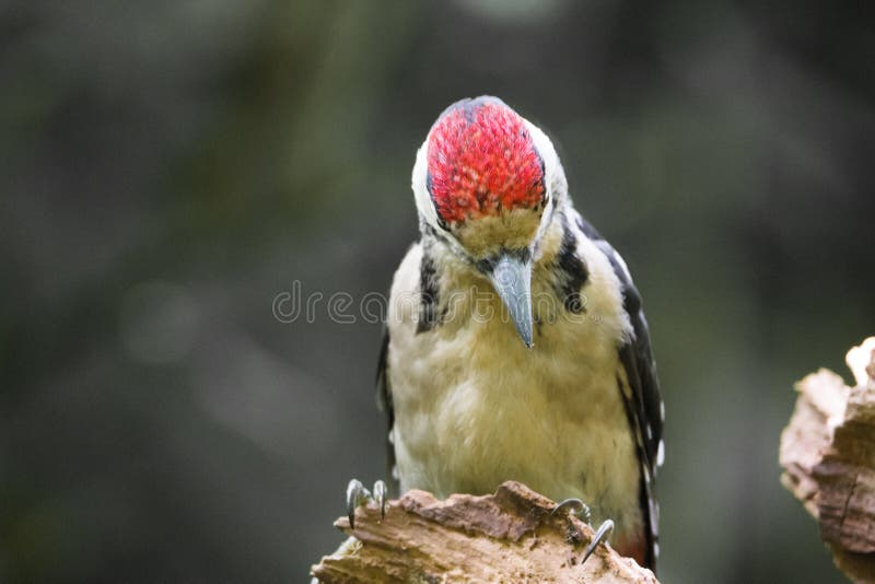 Pivert Vert Femelle D'isolement Sur Le Fond Blanc Image stock - Image ...