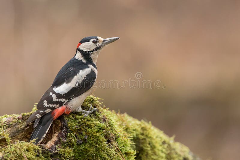 Images Pivert - Téléchargez 13,388 Photos libres de droits