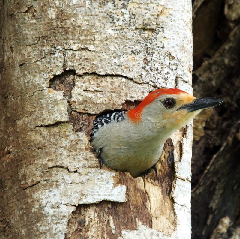 Un Pivert De Bébé à L'intérieur Du Nid De Trou D'arbre Photo stock ...