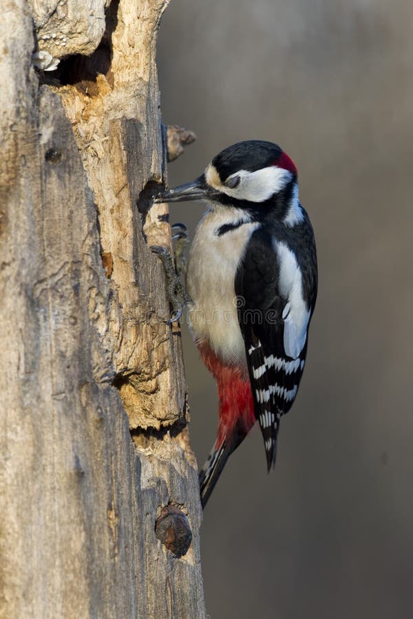 Pivert rouge masculin photo stock. Image du pivert, blanc - 38307562