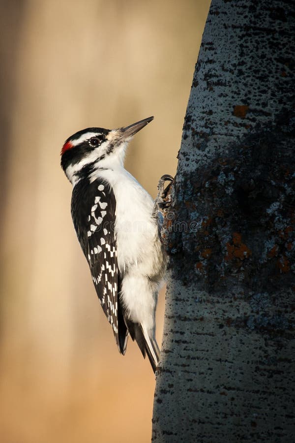 Pivert sur un arbre photo stock. Image du d0, noir, surveillance - 52517896