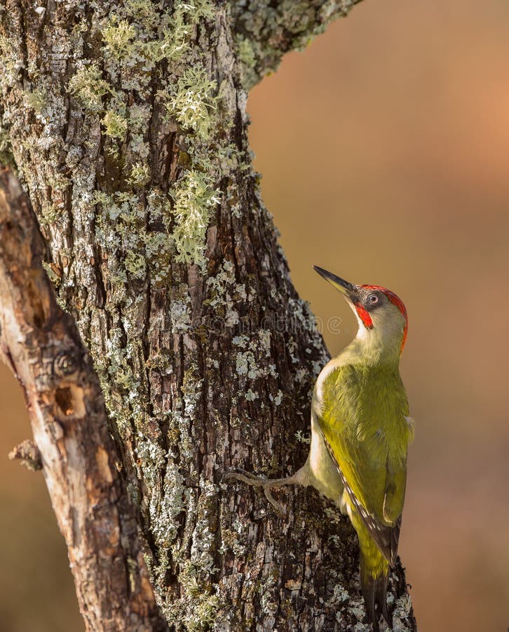 Pivert vert sur un log image stock. Image of créature - 29265961
