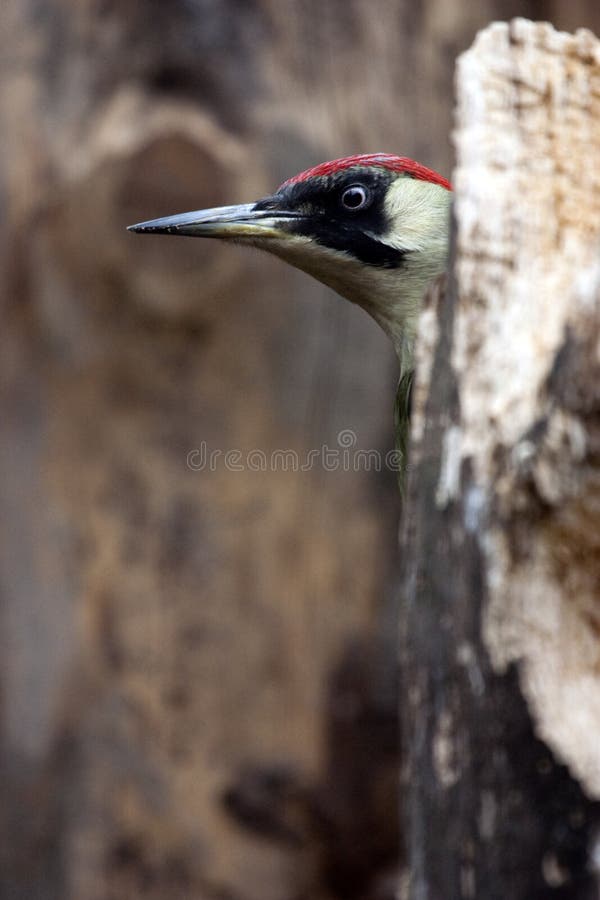Martius De Dryocopus, Pivert Noir Image stock - Image du femelle ...