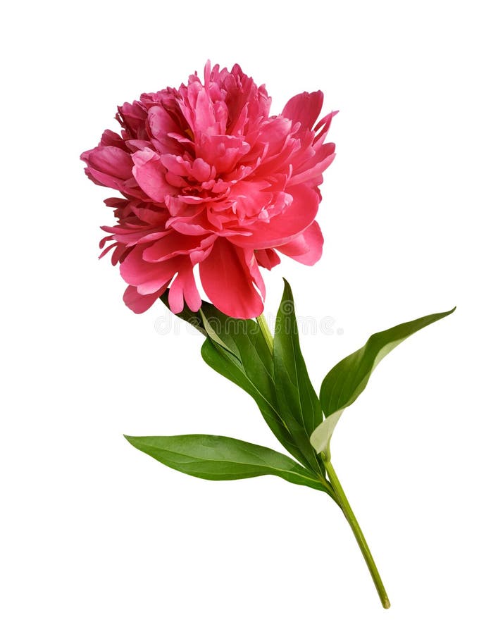 Pivoine rouge d'isolement photo stock. Image du grand - 71598286