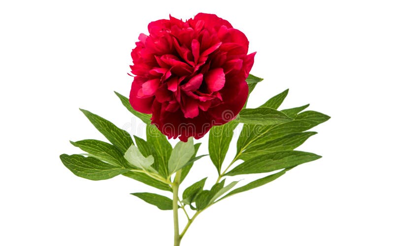 Pivoine rouge d'isolement photo stock. Image of été, nature - 71598286