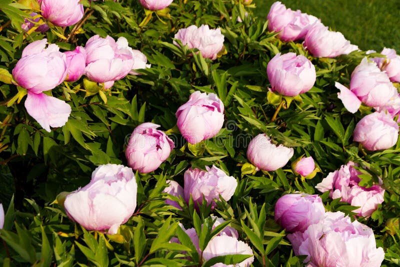 Les Pivoines S'?panouissent M?son Pi Rose Photo stock - Image du lame ...