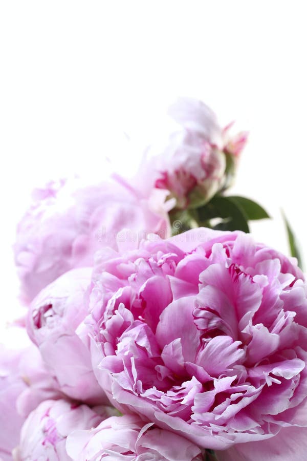 Pivoines roses image stock. Image du salutations, amour - 55411245