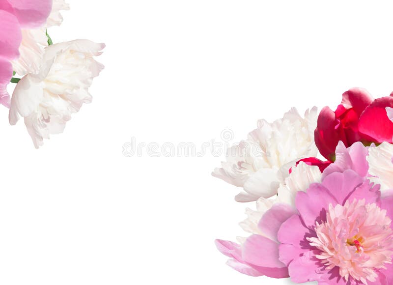 Pivoines Rouges, Roses, Blanches Fond Clair De Fleur Illustration Stock ...