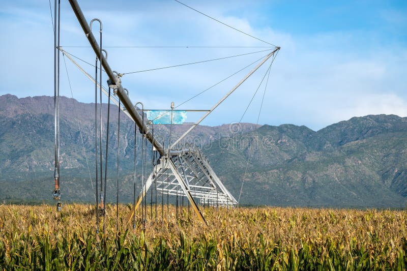 Pivot Irrigation System in Mature Corn Fields Stock Image - Image of ...