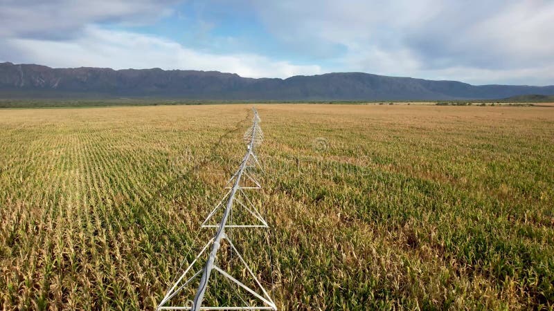 Pivot Irrigation System in Mature Corn Fields Stock Footage - Video of ...