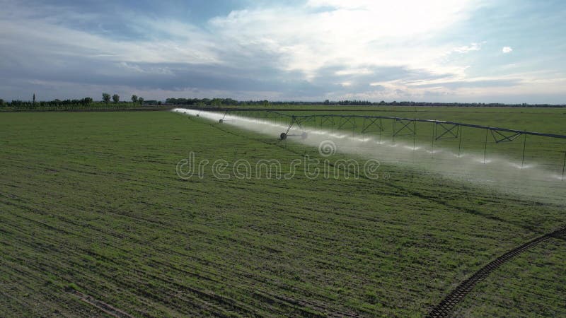 Irrigation System Using Sprinklers in a Cultivated Field. View of the ...