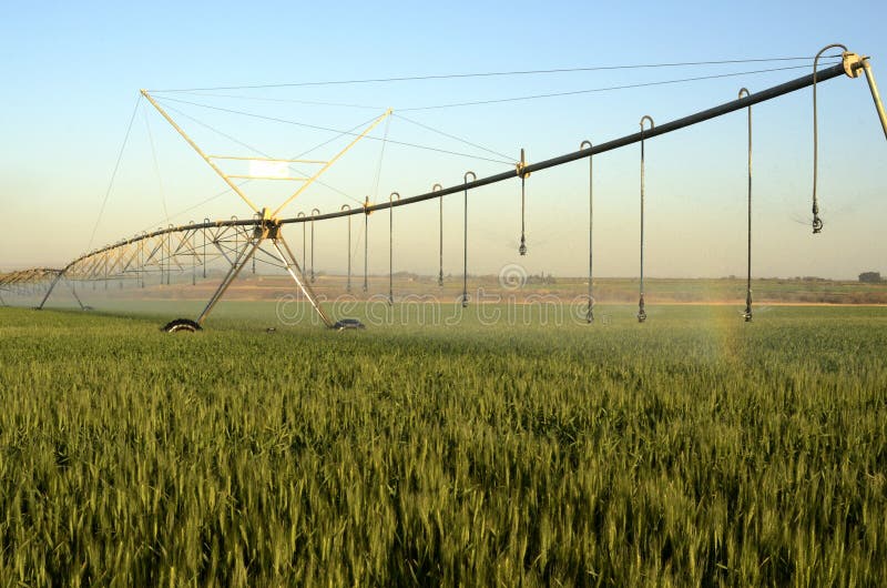 Pivot Watering Wheat Fields Stock Image - Image of agriculture, wheat ...