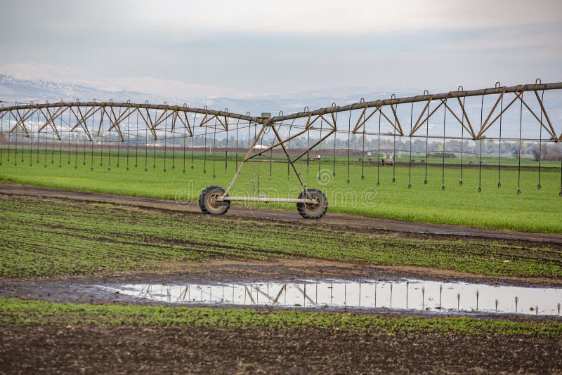 Pivot Watering Wheat Fields Stock Photo - Image of crop, late: 142572088