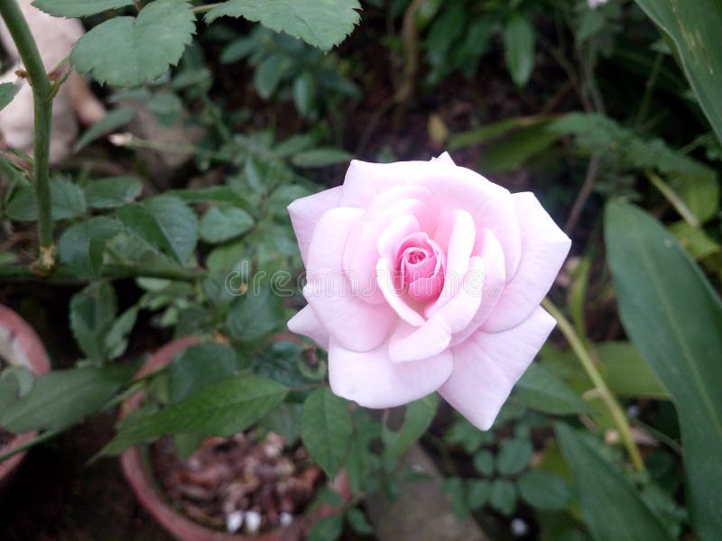 Small Rose stock image. Image of garden, small, rose - 113269895
