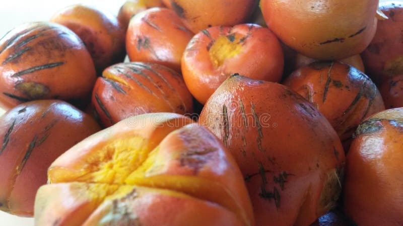 Pixbae imagen de archivo. Imagen de criollo - 44810655