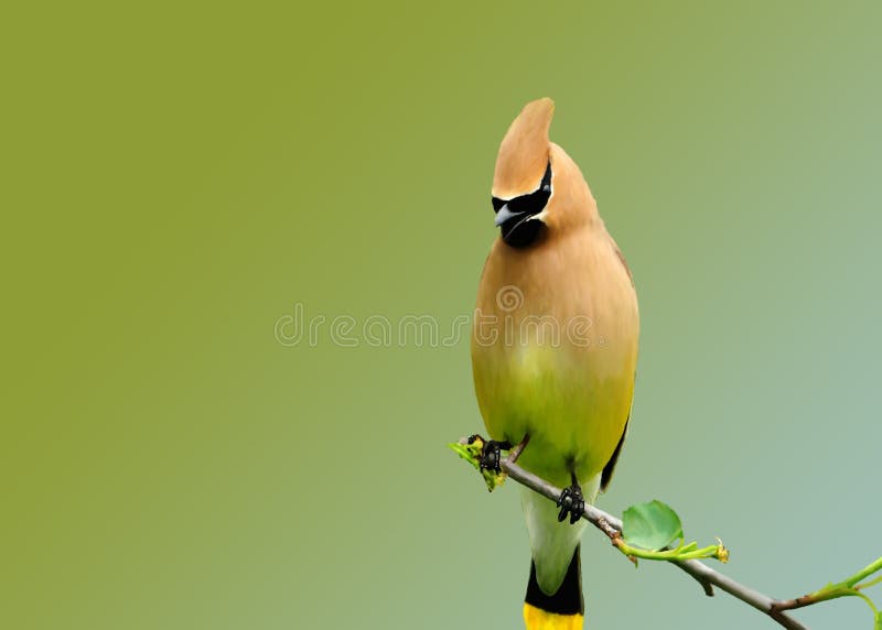 Pixel Emu Bird Stock Photos - Free & Royalty-Free Stock Photos from ...