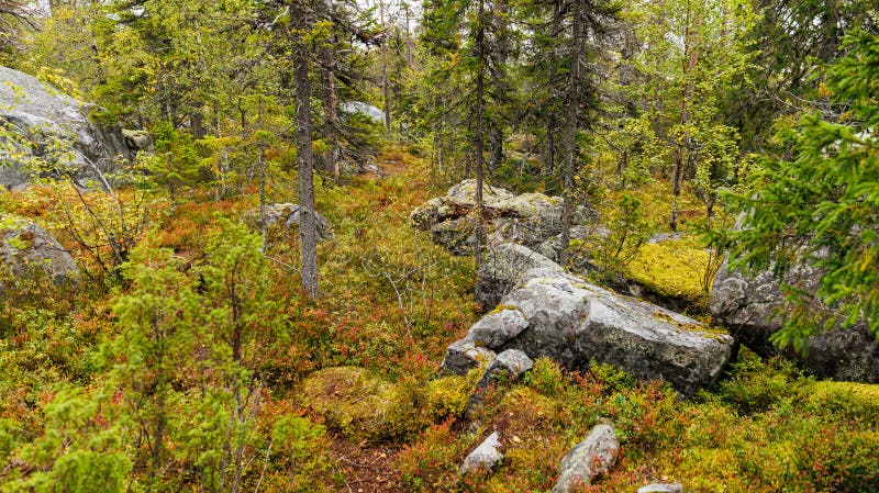 A Pixelated Image Depicts a Forest with Trees, Rocks, and Nature ...