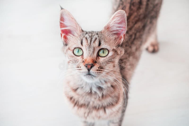 Pixie Bob Cat and the Hybrid Crossing of the Iberian Lynx Stock Photo - Image of ginger, kitten ...