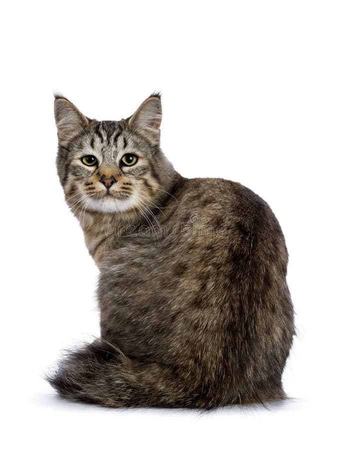 219 Cat Sitting Looking Over Shoulder Stock Photos - Free & Royalty ...